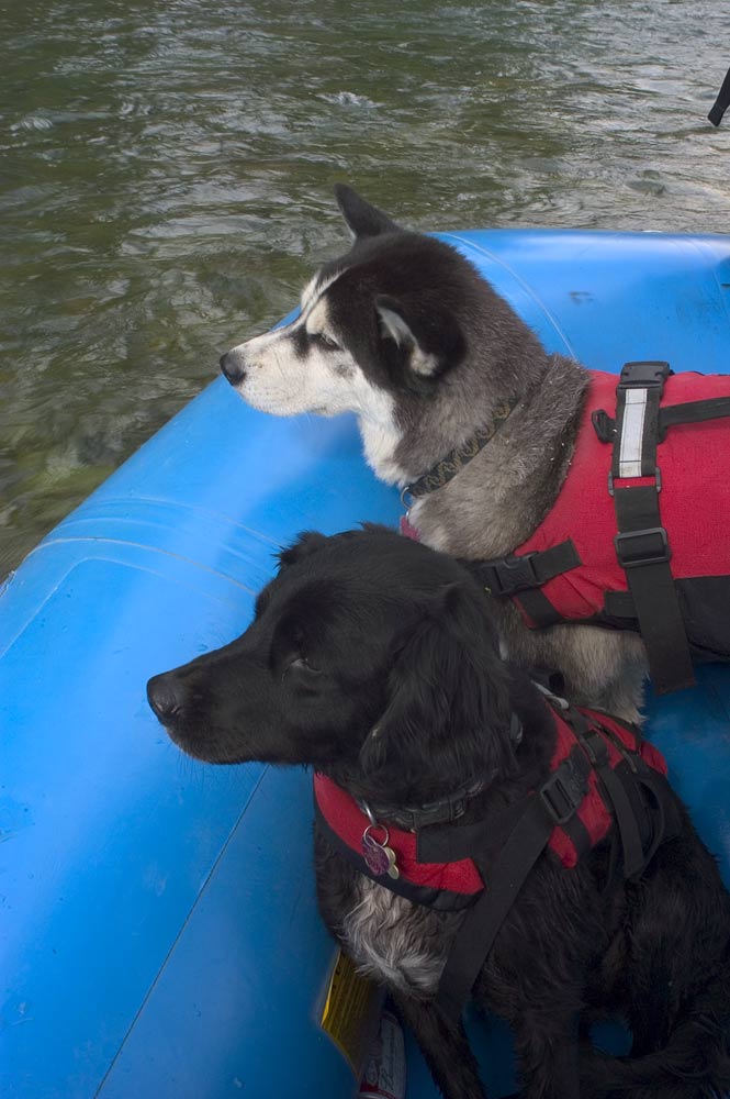 Rafting dogs North Fork Flathead Summer Rafting - GravityShots.com